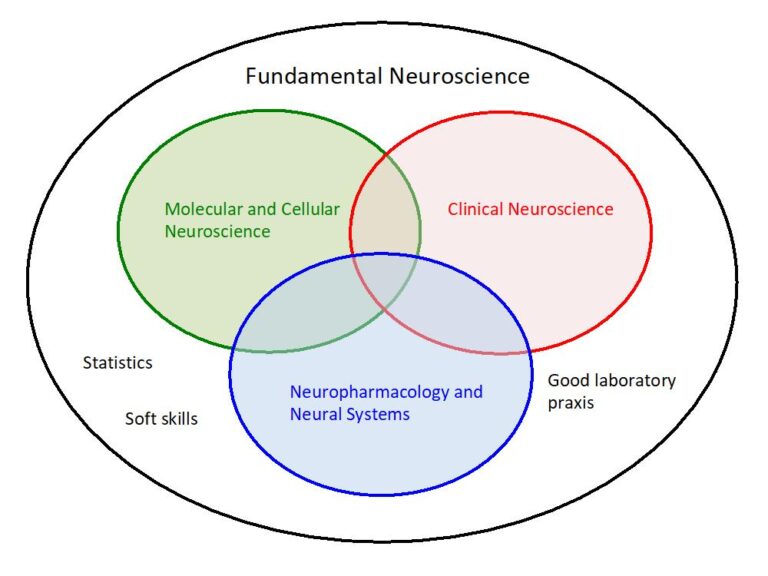 Neuroscience – PhD School for Biomedical Sciences